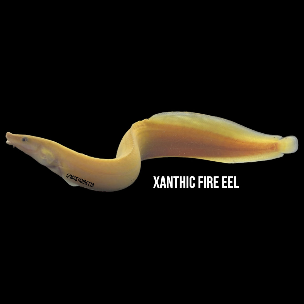 Xanthic Fire Eel — Mastah Betta