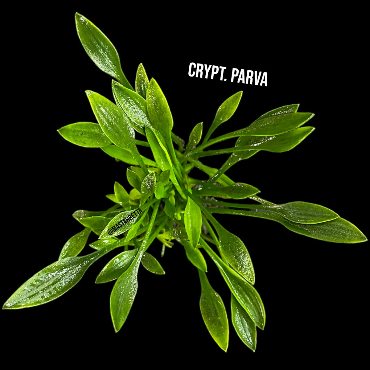 Crypt. Parva — Mastah Betta