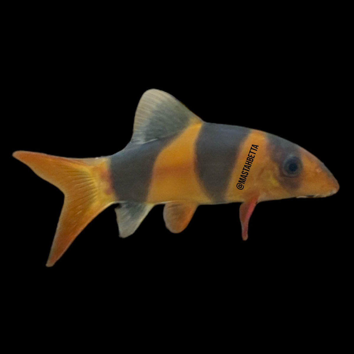 Clown Loach — Mastah Betta