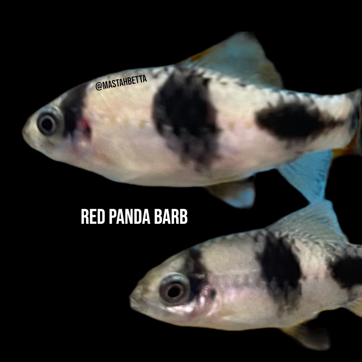 Barbs — Mastah Betta