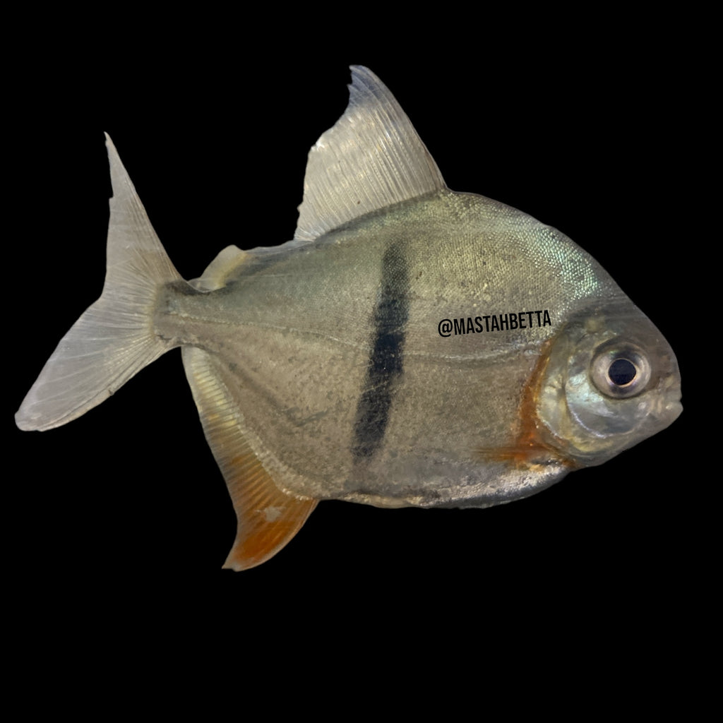 MastahBetta Fish Shop - Hawaii’s Aquarium Fish Store — Mastah Betta