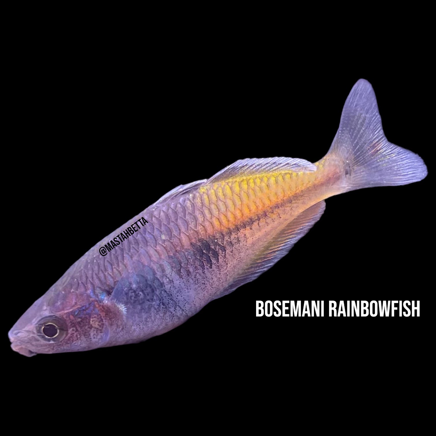 Bosemani Rainbowfish — Mastah Betta